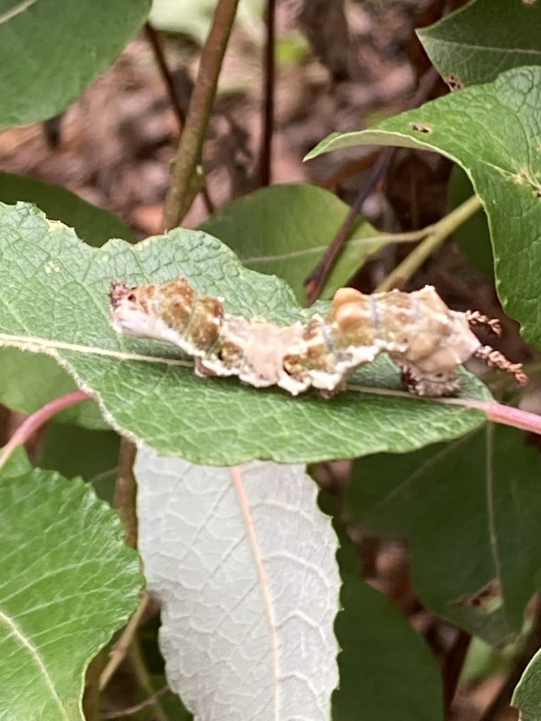 Limenitis from Wilbert Rd, Chardon, OH, US on August 09, 2022 at 04:46 ...