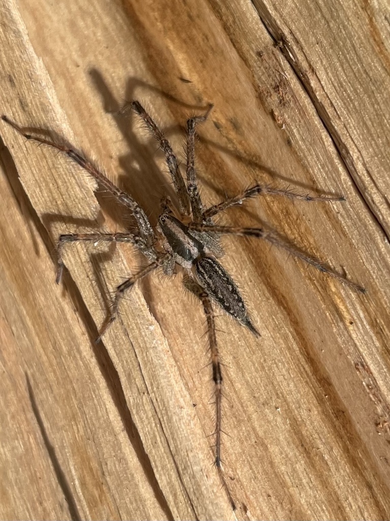Grass Spiders from Guyer St, Worthington, OH, US on August 09, 2022 at ...