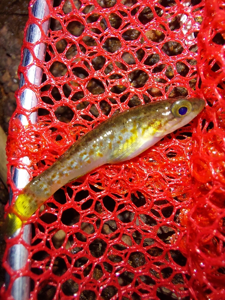 Northern Purplespotted Gudgeon from Mission River QLD 4874, Australia ...