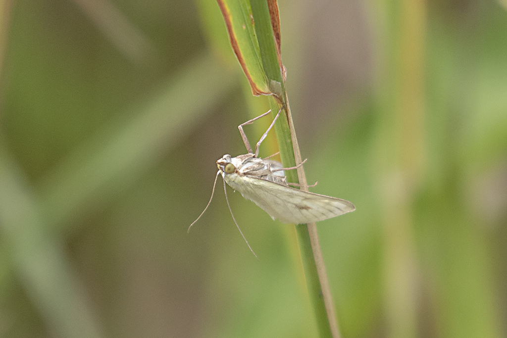 Carrot Seed Moth from Regional Municipality of Peel, ON, Canada on ...