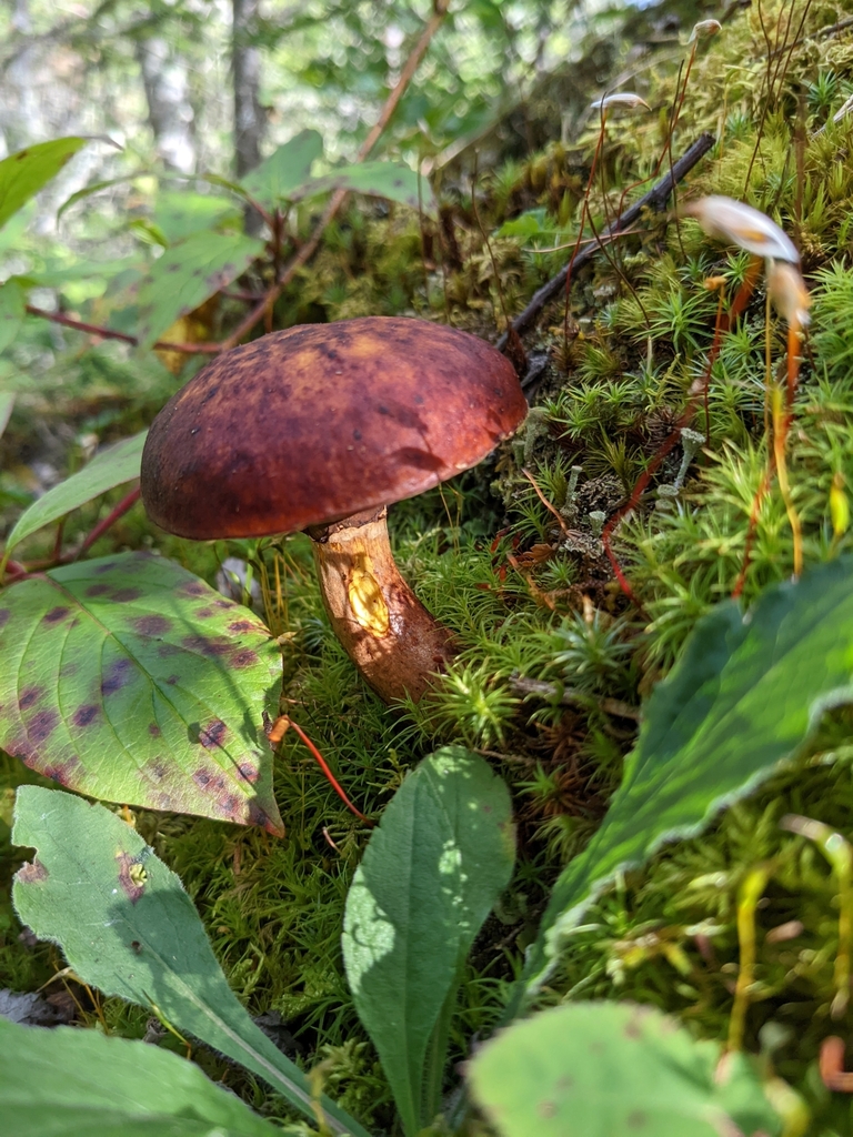 Slippery Jacks in August 2022 by Kelton Adderley-Heron · iNaturalist