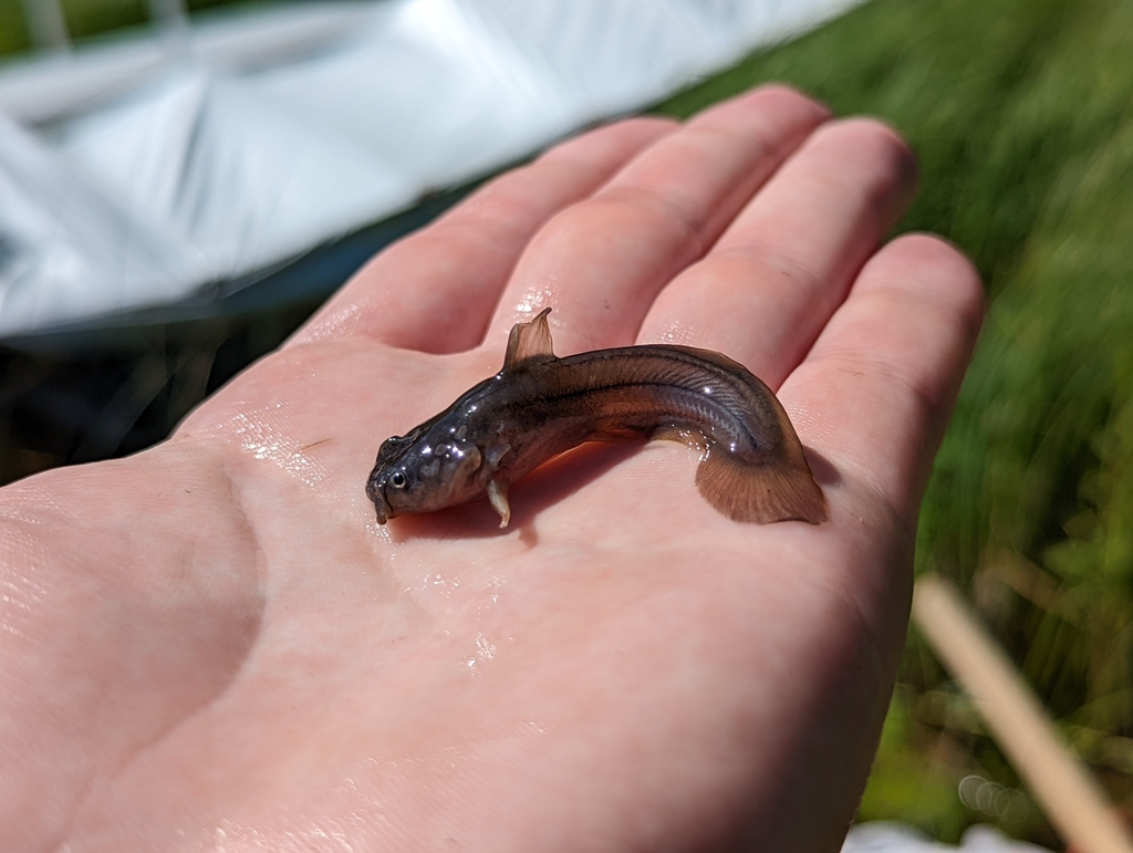 Tadpole Madtom from Turtle Lake Township, MN 56601, USA on August 9 ...