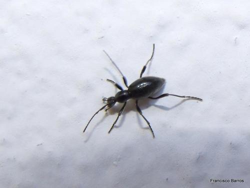 Mastigus palpalis · iNaturalist United Kingdom