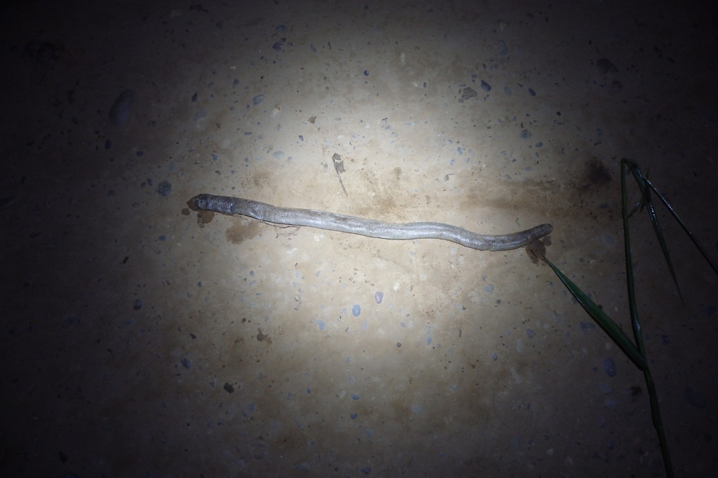 Red Worm Lizard from 17000, Peru on March 17, 2022 by bauerovavajner ...