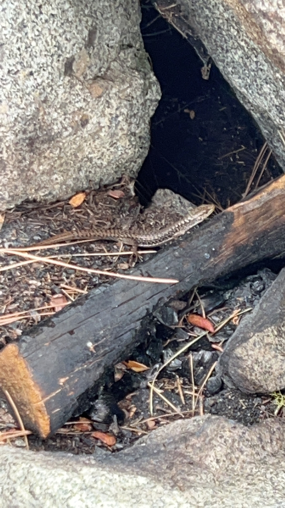 Northern Alligator Lizard from Chelan County, US-WA, US on August 09 ...