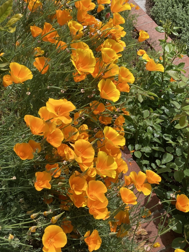 California poppy from San Rafael, CA, USA on April 02, 2022 at 11:41 AM ...