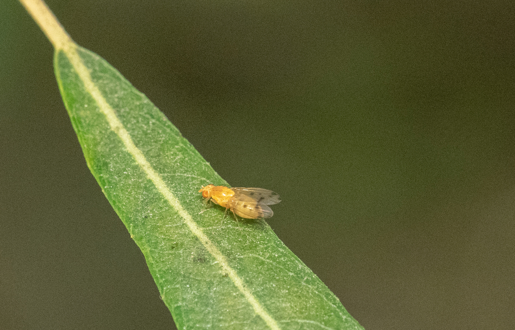 Homoneura from Los Angeles, CA, USA on August 9, 2022 at 10:02 AM by ...