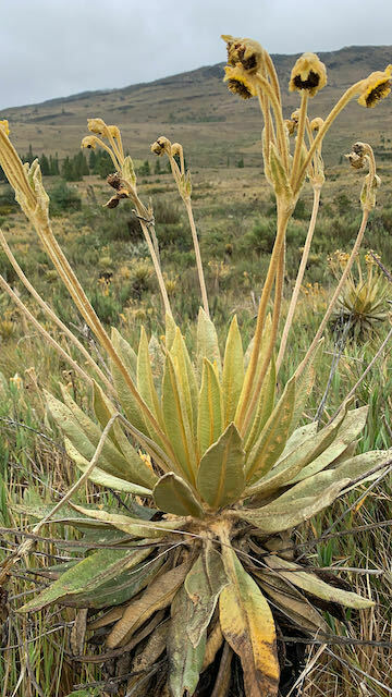 Espeletia congestiflora in November 2020 by MariaTeresa Becerra ...