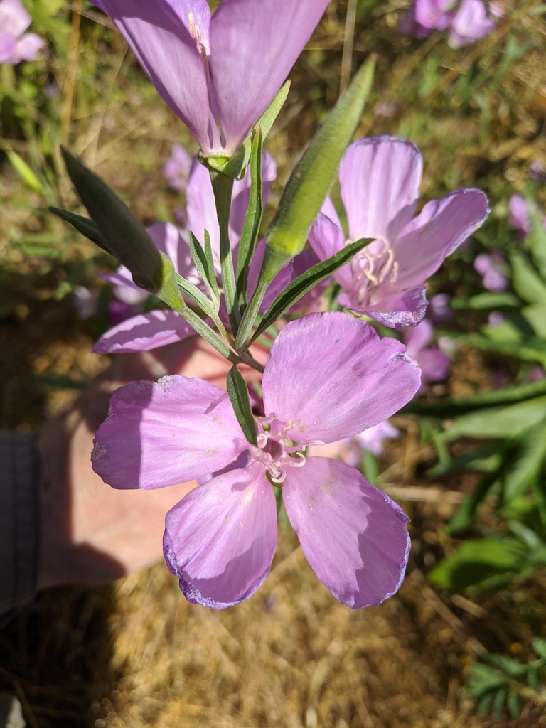 Farewell-To-Spring from Eugene, OR 97412, USA on July 29, 2022 at 11:21 ...