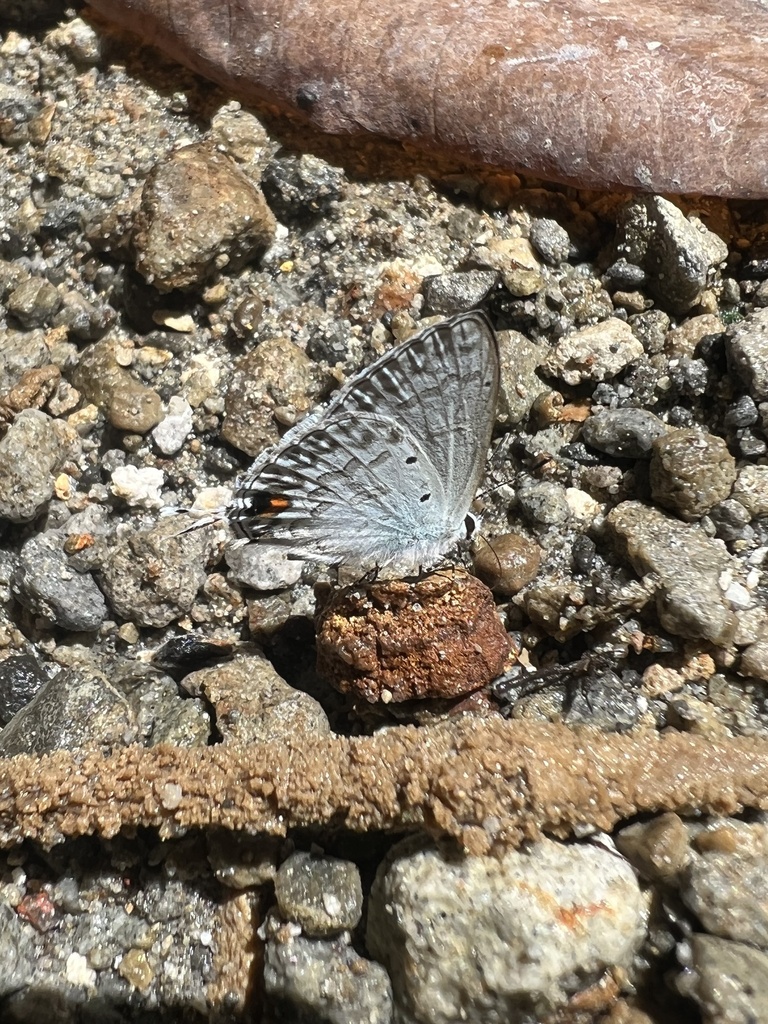Catochrysops nubila from Savo Island, Solomon Islands, SB on August 05 ...