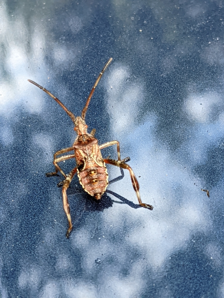 Western Conifer Seed Bug from Totem Lake, Kirkland, WA, USA on August 9 ...