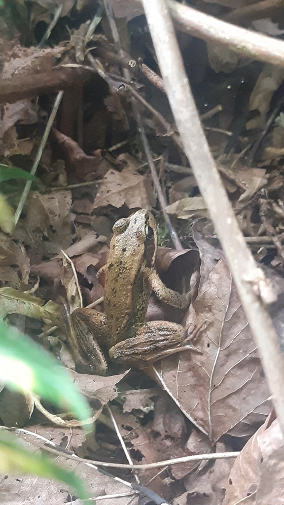 Northern Red-legged Frog from Whalebone @ Tashtego, Gabriola, BC V0R ...