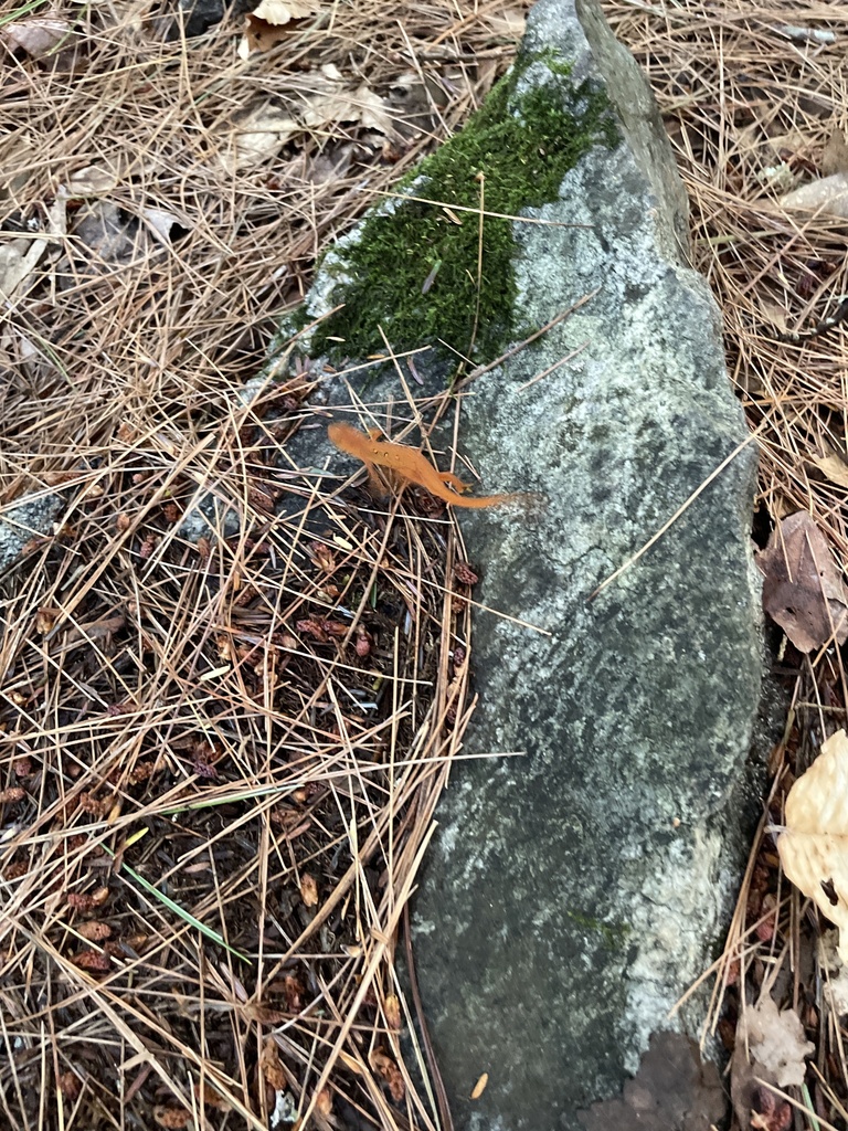 Eastern Newt from Boscawen Town Forest, Boscawen, NH, US on August 09 ...