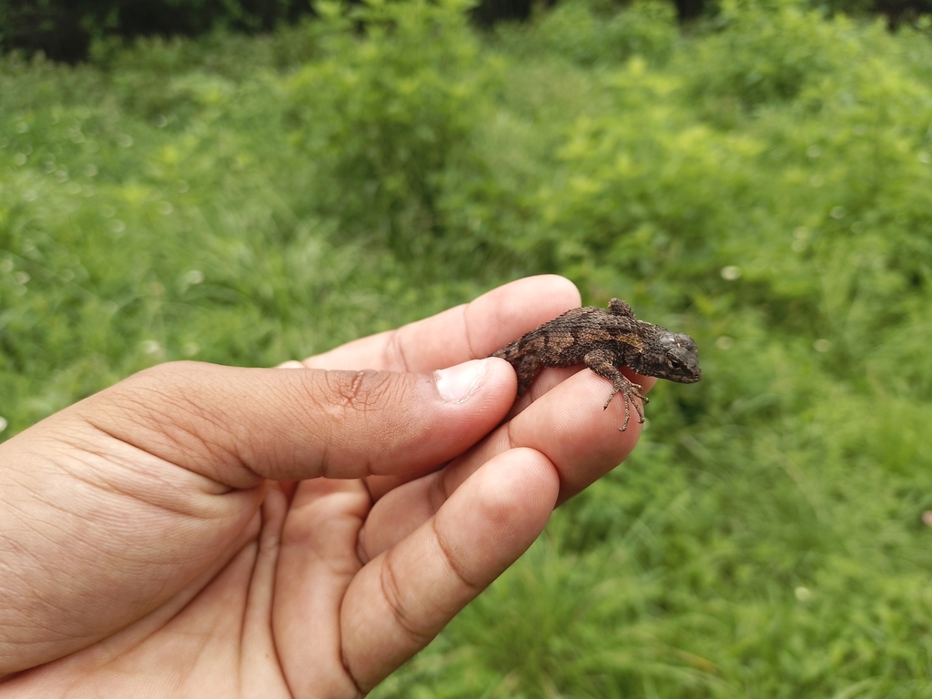 Asperous Spiny Lizard from 63509 Nay., México on July 31, 2022 at 11:18 ...