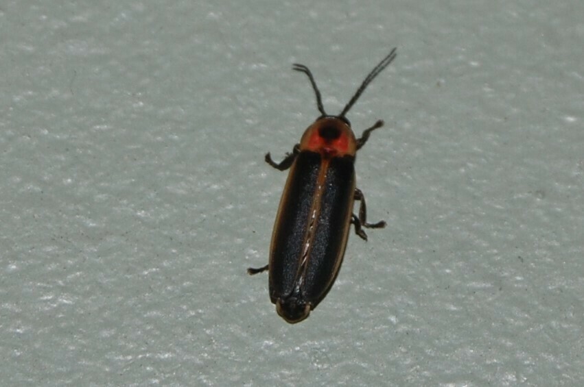 Common Eastern Firefly from 901 31st St, Downers Grove, IL 60515, USA ...