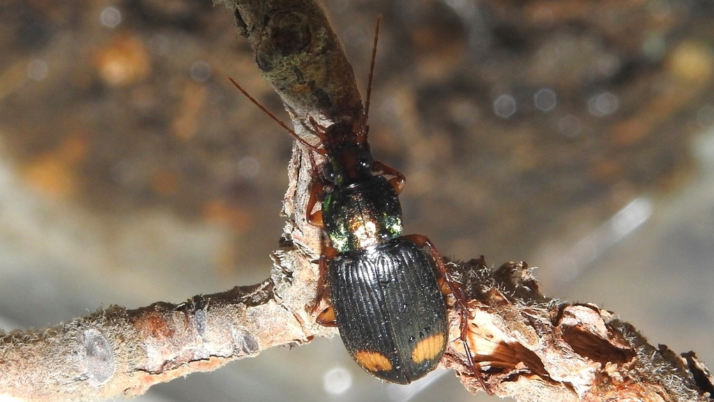Chlaenius tetragonoderus from 指南宮 on August 10, 2022 at 08:20 AM by ...