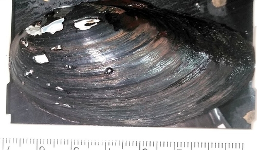 Nodularia nipponensis · iNaturalist