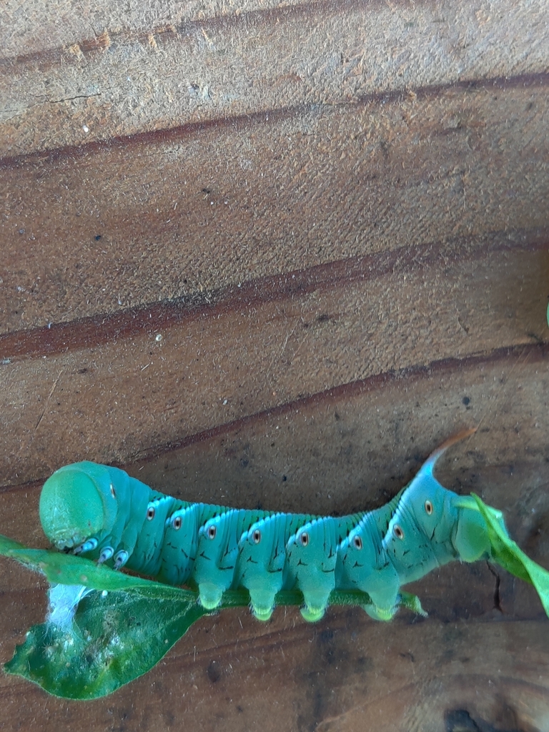 Carolina Sphinx from Adelaide, CA 93446, USA on August 09, 2022 at 07:00 PM by Garage Bros ...