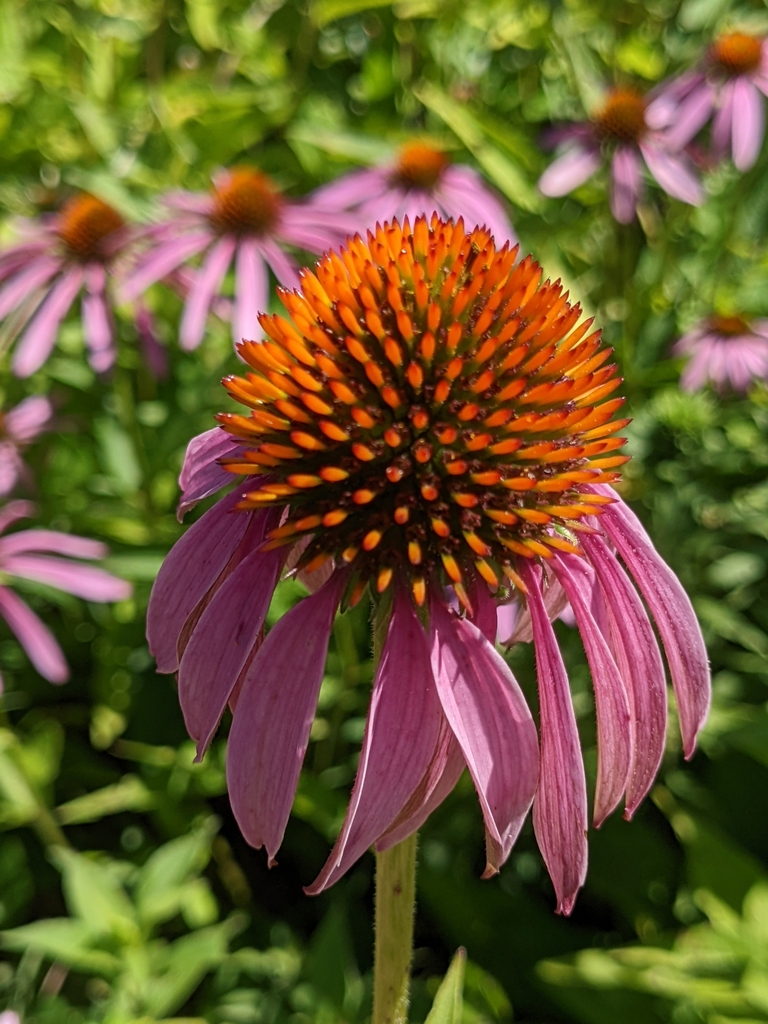 purple coneflower from Kalmar Township, MN, USA on August 4, 2022 at 02 ...