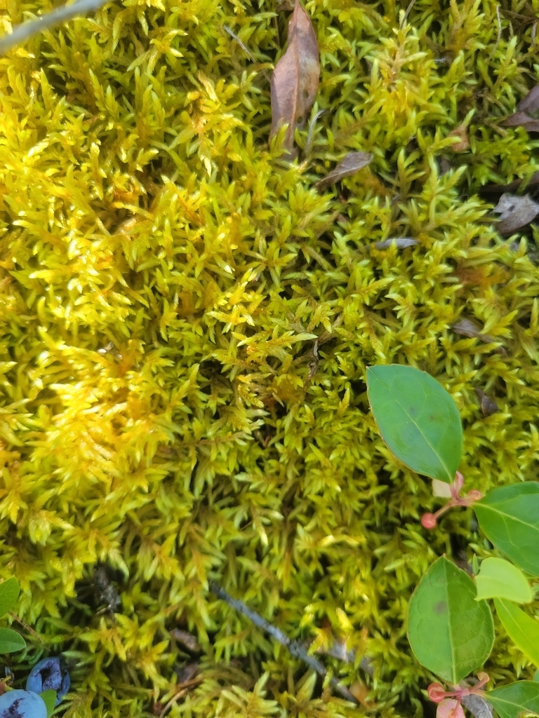 Red-stemmed Feather Moss from Rémigny, QC J0Z 3H0, Canada on August 09 ...