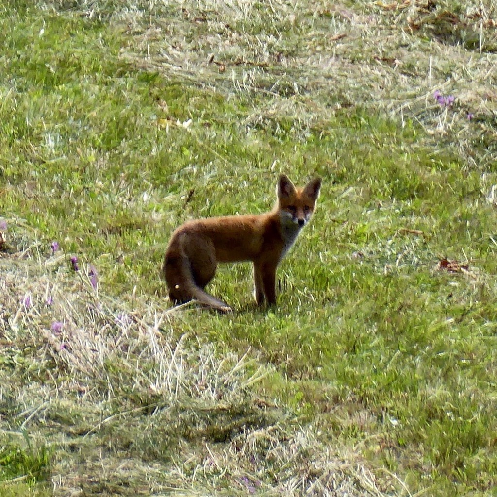 Red Fox from Hechingen, Germany on July 6, 2016 at 10:52 AM by Yulia ...