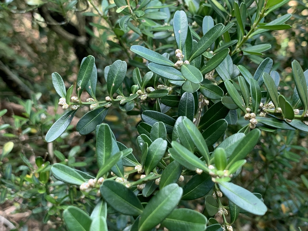 Buxus Citrifolia