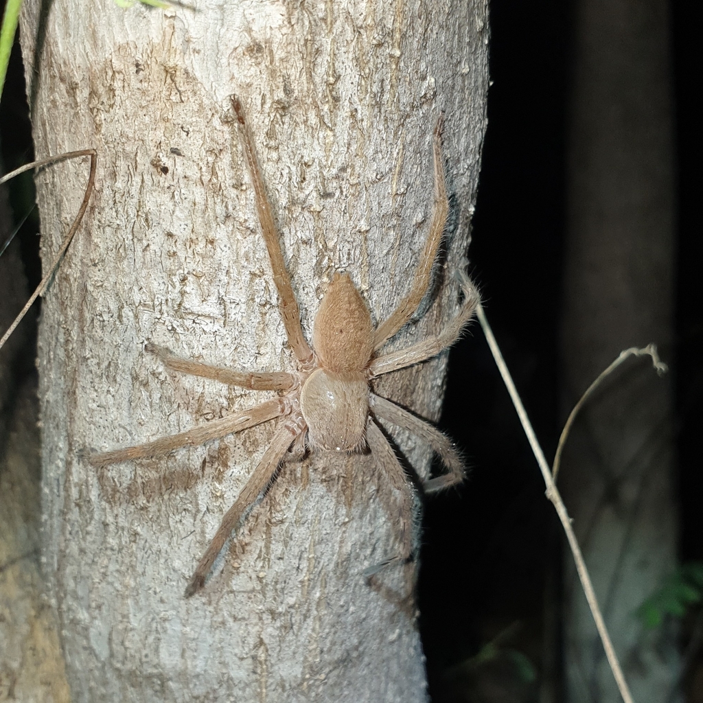 Northern Badge Huntsman from Chillagoe QLD 4871, Australia on August 09 ...