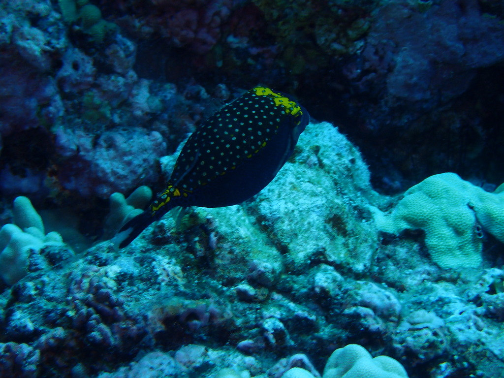 Spotted Boxfish in August 2022 by Jill Mankoff · iNaturalist