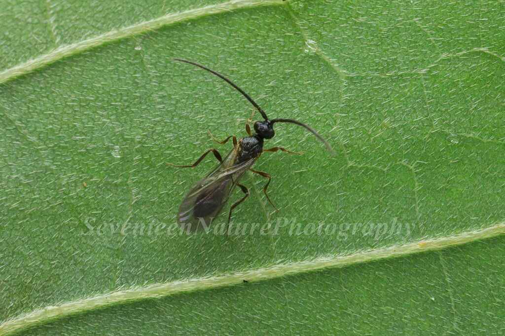 Belytinae from 中国云南省昆明市西山区 on August 06, 2022 at 09:50 PM by 石柒 ...