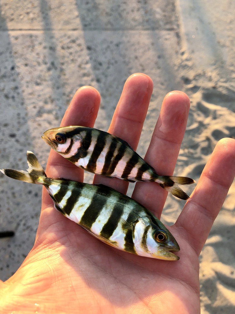 Banded Rudderfish from Delaware Seashore State Park, Rehoboth Beach, DE ...