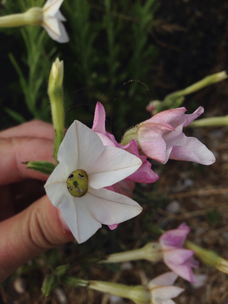 Nicotiana Mutabilis Native Range