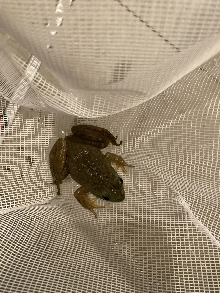 American Bullfrog from SW Summit Hill Dr, Lee's Summit, MO, US on ...