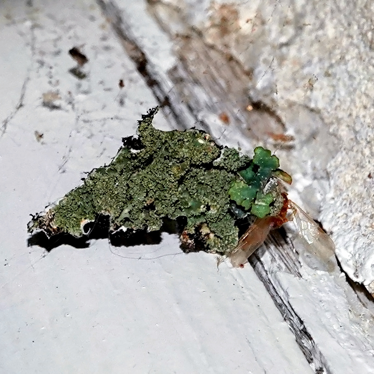 Lichen-carrying Green Lacewing from Mastic, NY, USA on August 10, 2020 ...