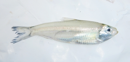 White Sardines (Genus Escualosa) · iNaturalist
