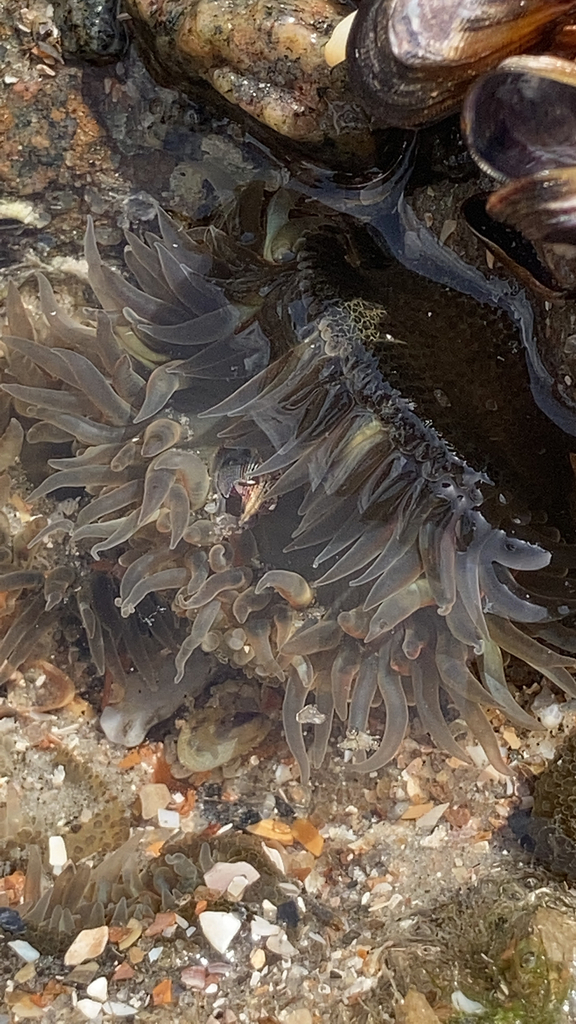 Warty Sea Anemone from Colleton County on August 10, 2022 at 11:55 AM ...
