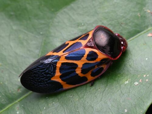 Leptataspis rotundata · iNaturalist