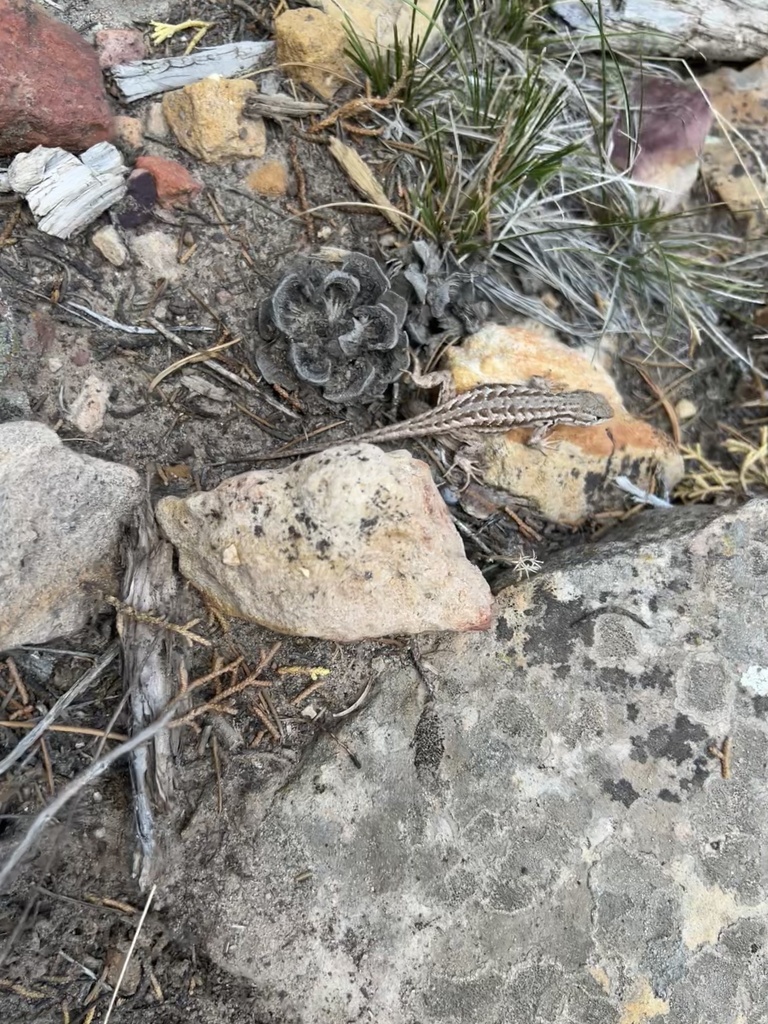 Common Sagebrush Lizard from Black Canyon of the Gunnison National Park ...