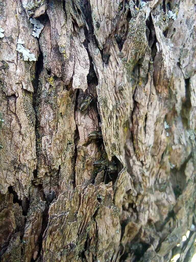 Common Barklice from Ixtlahuacan, Ciudad de México, CDMX, México on ...