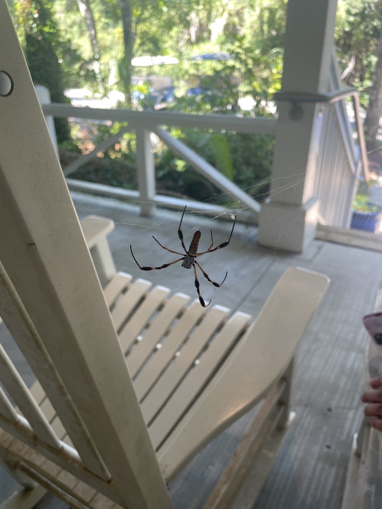 Golden Silk Spider from Maritime Way, Bald Head Island, NC, US on ...
