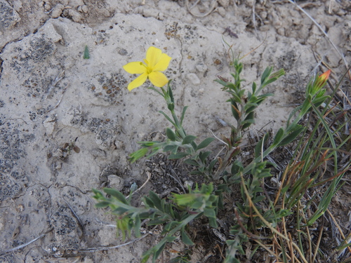 Menodora coulteri · iNaturalist Mexico