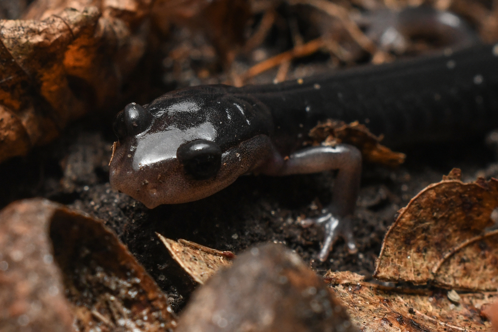 Southern Gray-cheeked Salamander in July 2022 by Joshua Klostermann ...