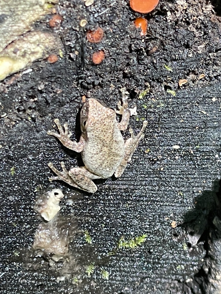 Spring Peeper from Centuria, WI, US on August 10, 2022 at 02:14 PM by ...