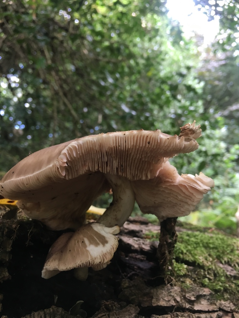 Pluteus from Pollok Country Park, Glasgow, Scotland, GB on July 28 ...