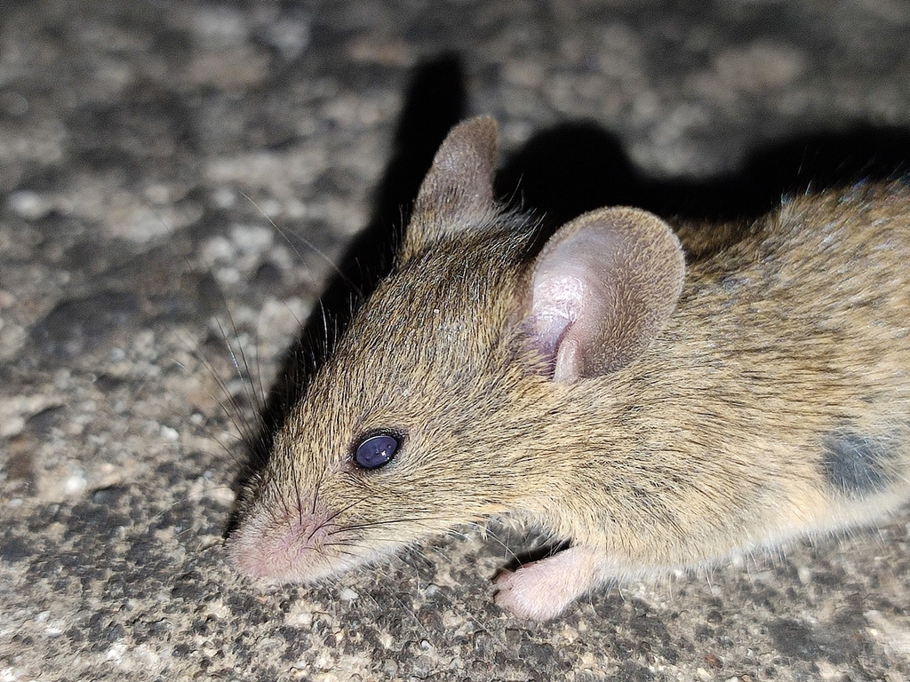 Algerian Mouse from 2205-264 Concavada, Portugal on August 10, 2022 at ...