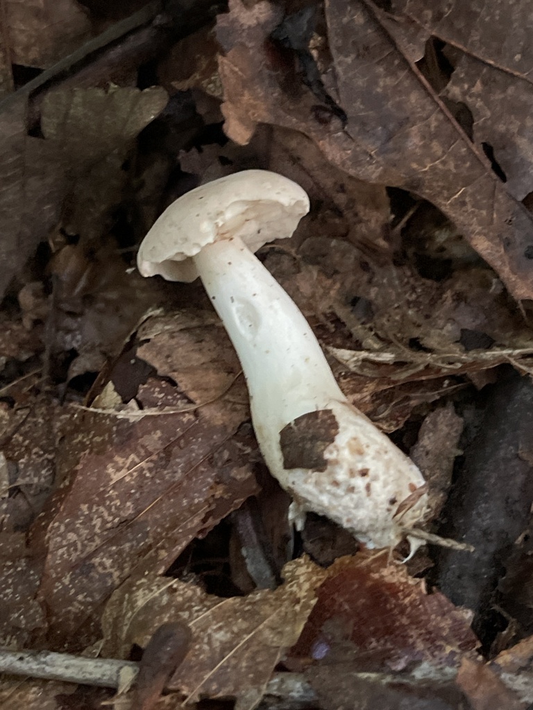 pallid bolete from Maggie Ln, English, IN, US on August 10, 2022 at 08: ...