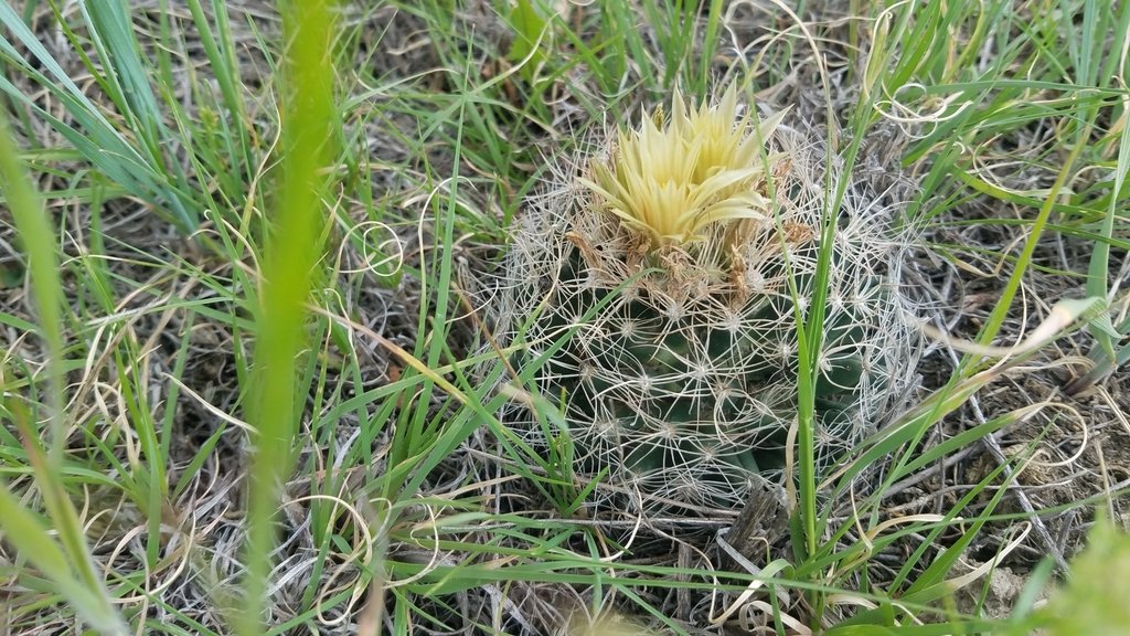 Missouri Foxtail Cactus from Malta, MT 59538, USA on June 13, 2022 at ...