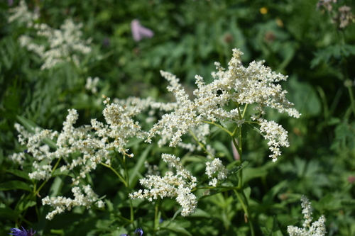 Alpine Smartweed (Polygonum alpinum) · iNaturalist