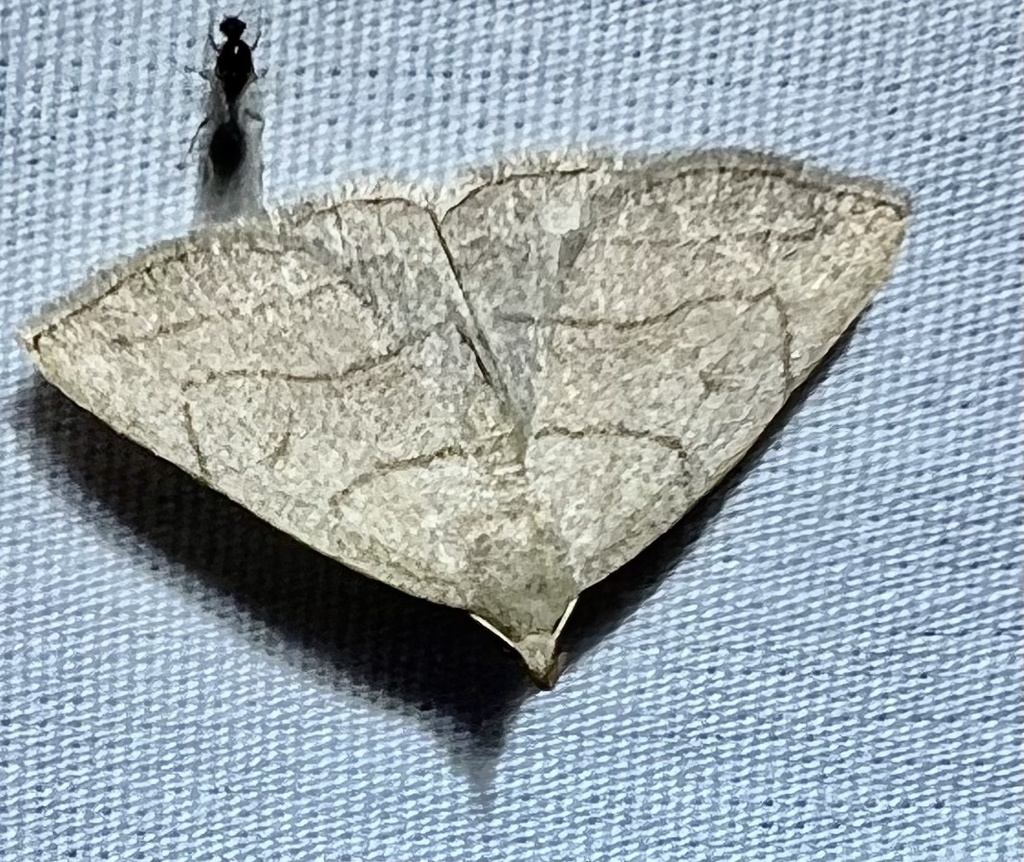 Grayish Fan-foot from The Morton Arboretum, Lisle, IL, US on August 10 ...