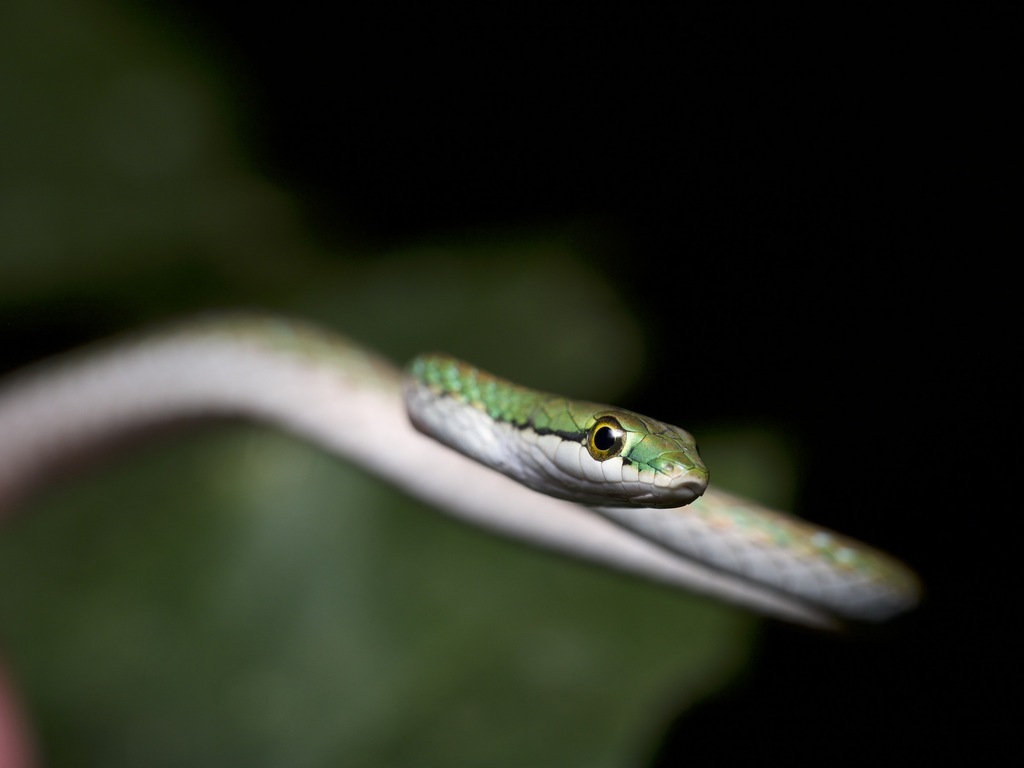 Oliver's Parrot Snake from Panama on June 22, 2022 at 09:21 PM by ...