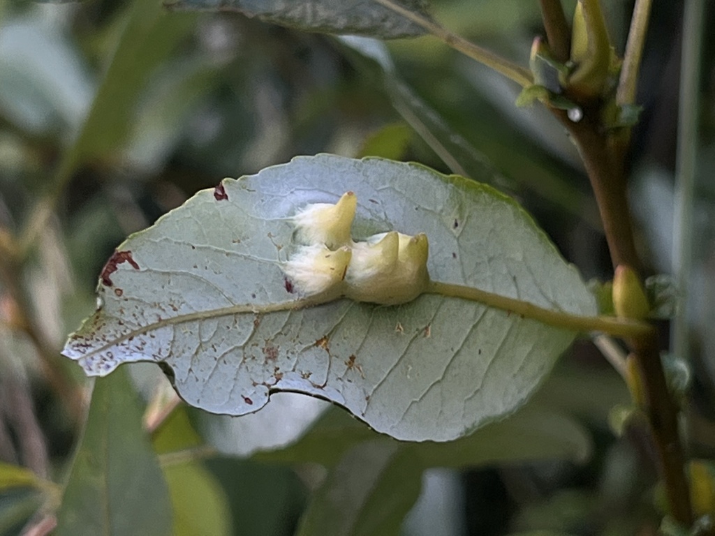 Iteomyia from Marys River Natural Area, Corvallis, OR, US on August 10 ...